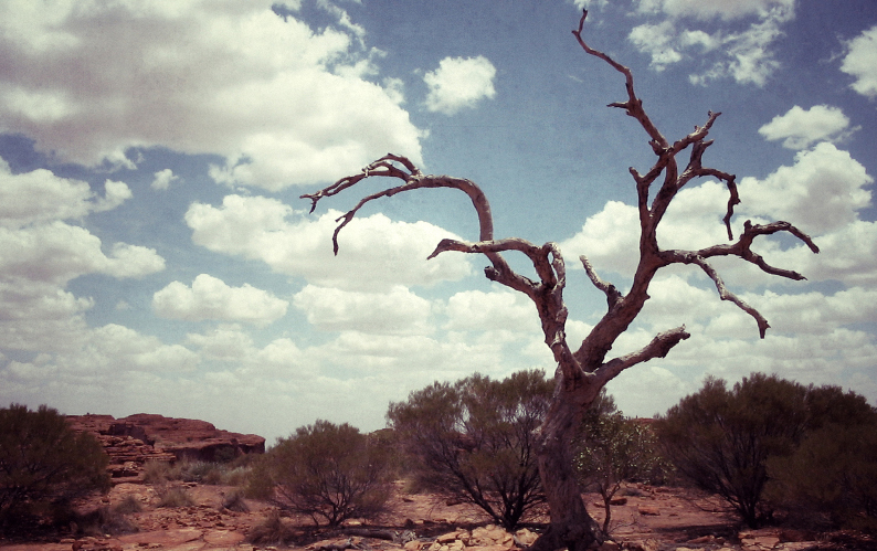 Texas Trees Hit Hard By Drought In 2011 – Texas Monthly