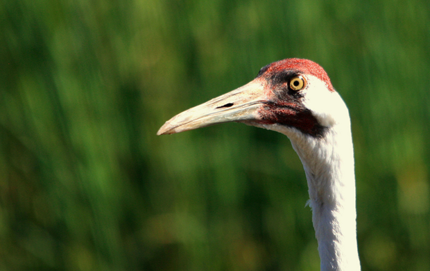 Why Does Wisconsin Care About Texas’s Whooping Cranes? – Texas Monthly