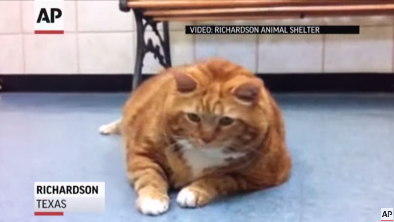 A Dallas Cat Lost Half of Its Body Weight, Making A Cat Named Skinny ...