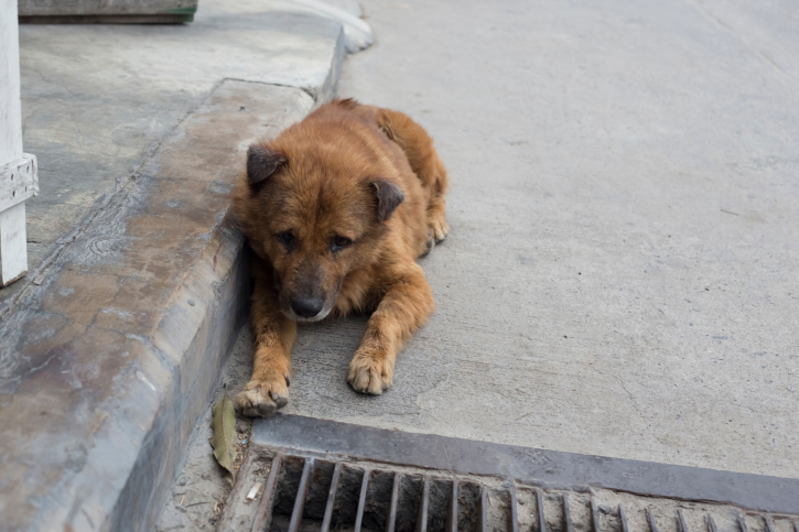 Dallas Is Cracking Down On Its Stray Dog Pandemic – Texas Monthly