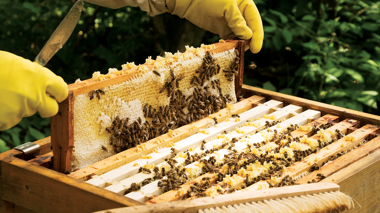 To Bee or Not to Bee – Texas Monthly