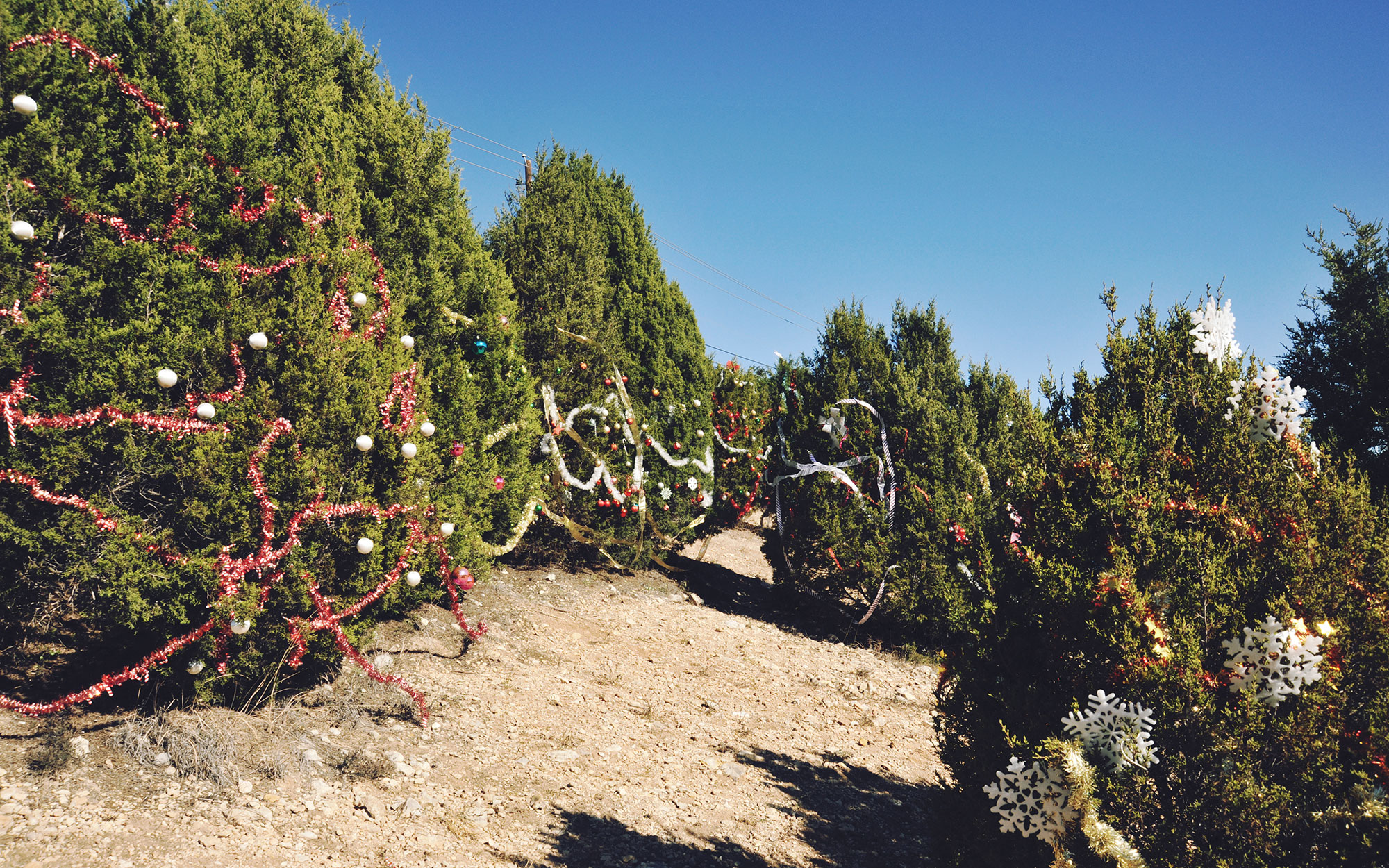 Why Austinites Should Stop Decorating Cedar Trees for the Holidays ...