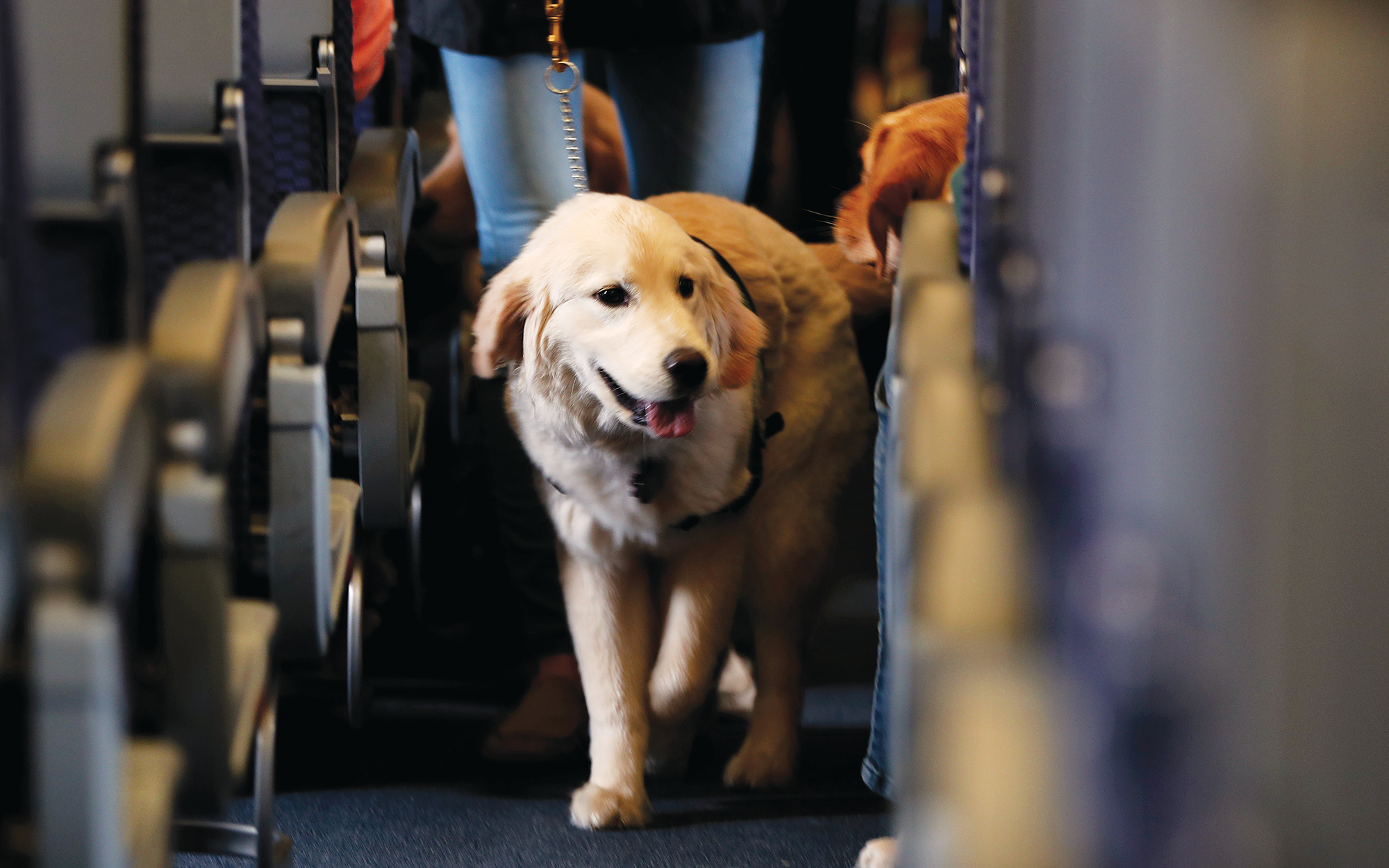 Why There Are So Many More Animals on Planes Over the Holidays – Texas ...