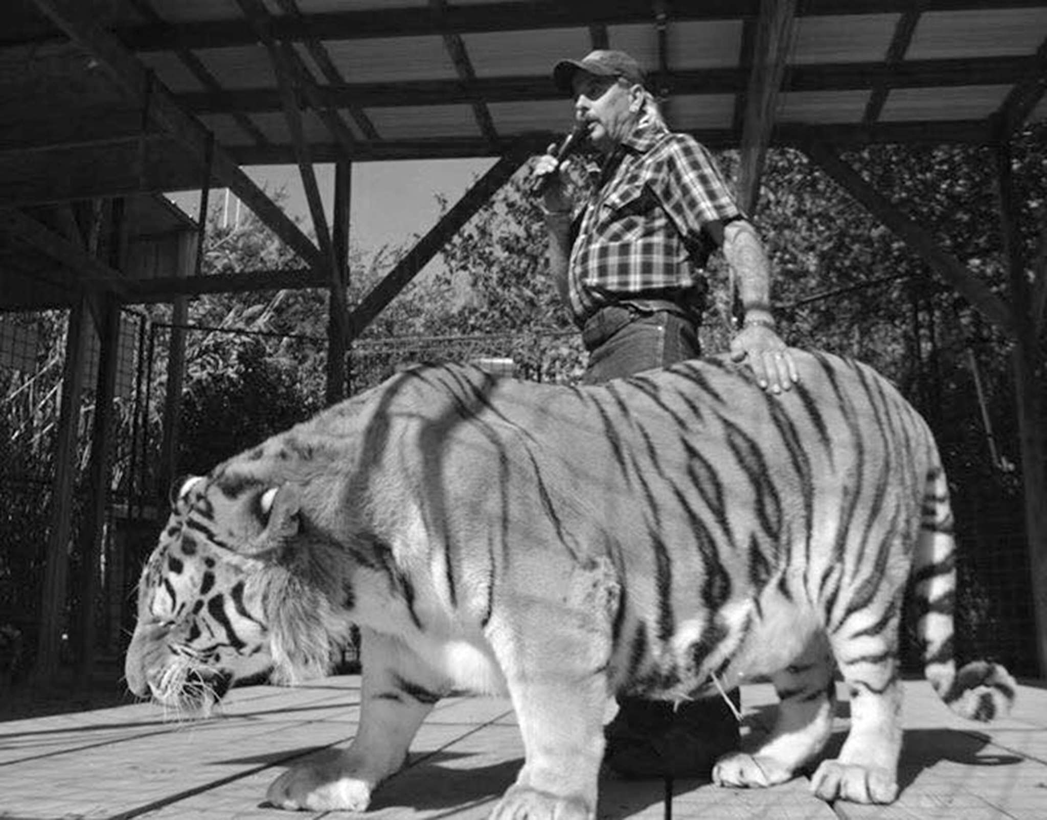 Joe Exotic: A Dark Journey Into the World of a Man Gone Wild