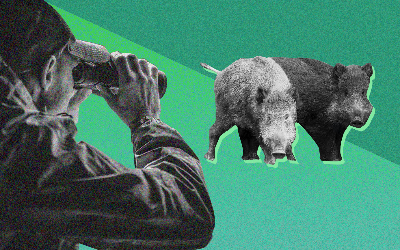 Meet the South Texas Couple Who Kill Feral Hogs as a Public Service ...