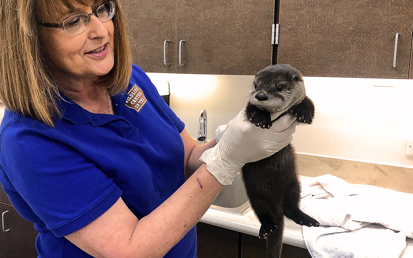 An Unintended Consequence of Social Isolation: More Encounters With ...