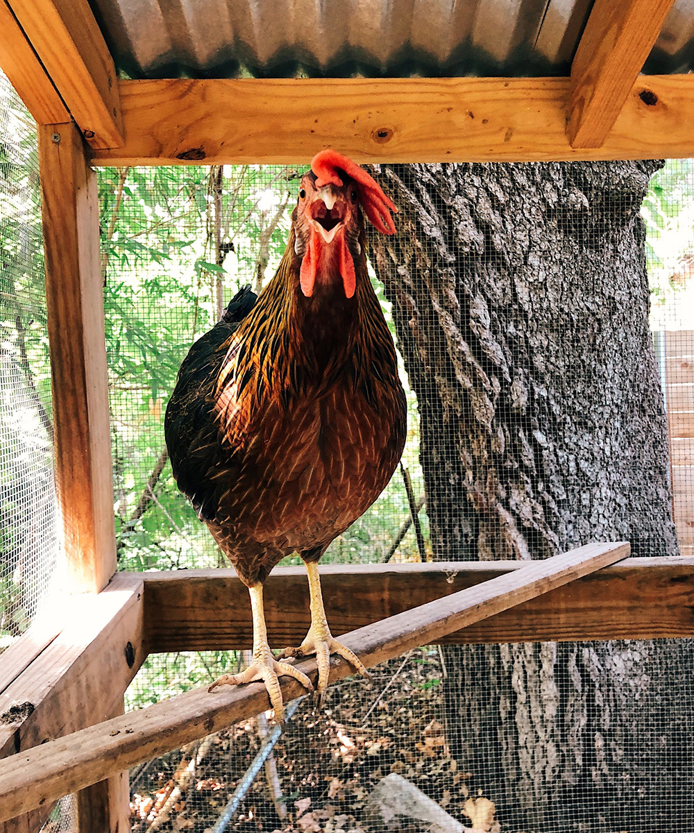 New to Backyard Chicken-Keeping? Here’s Some Eggspert Advice – Texas ...