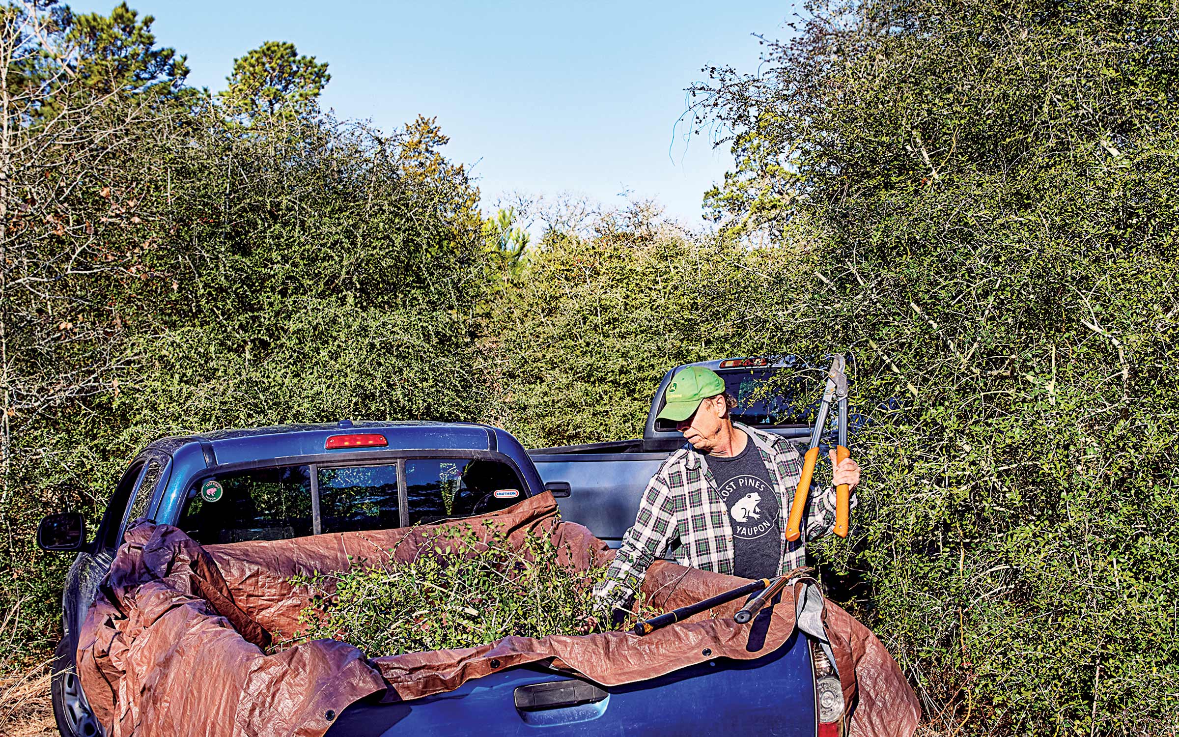 Though New to Some Tea Drinkers, Yaupon Is Steeped in History – Texas ...