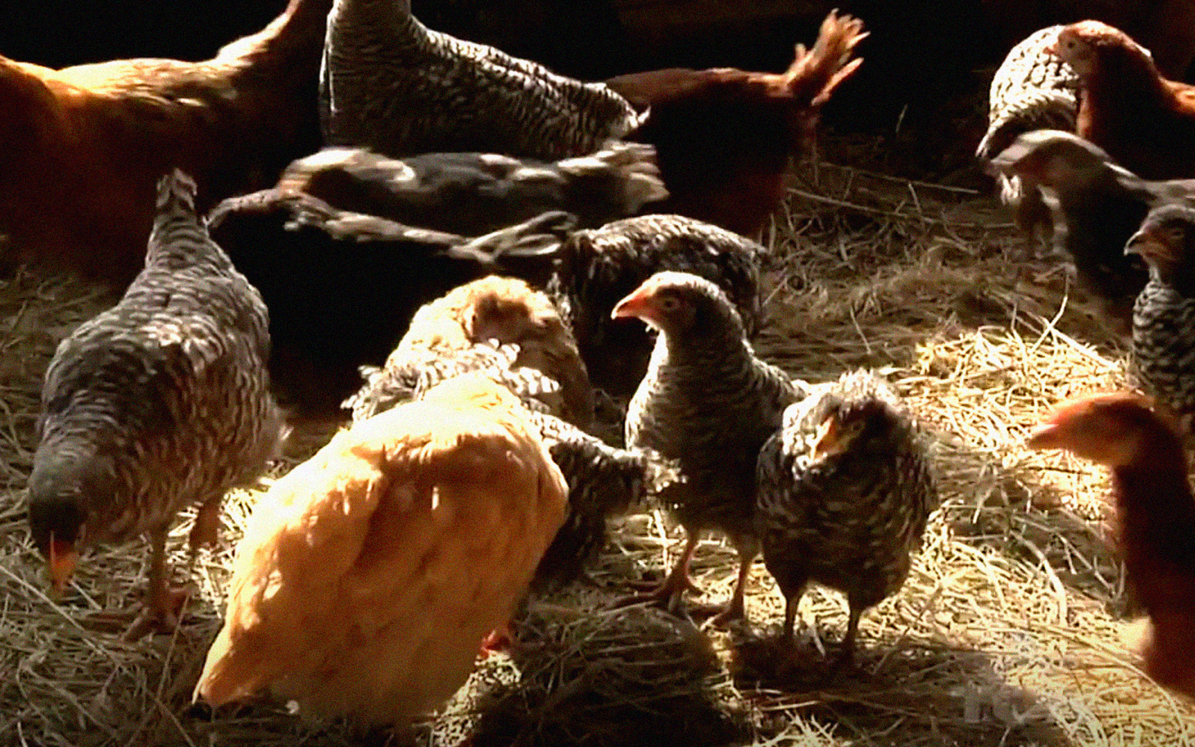 Lessons Learned From the Chicken Lady – Texas Monthly