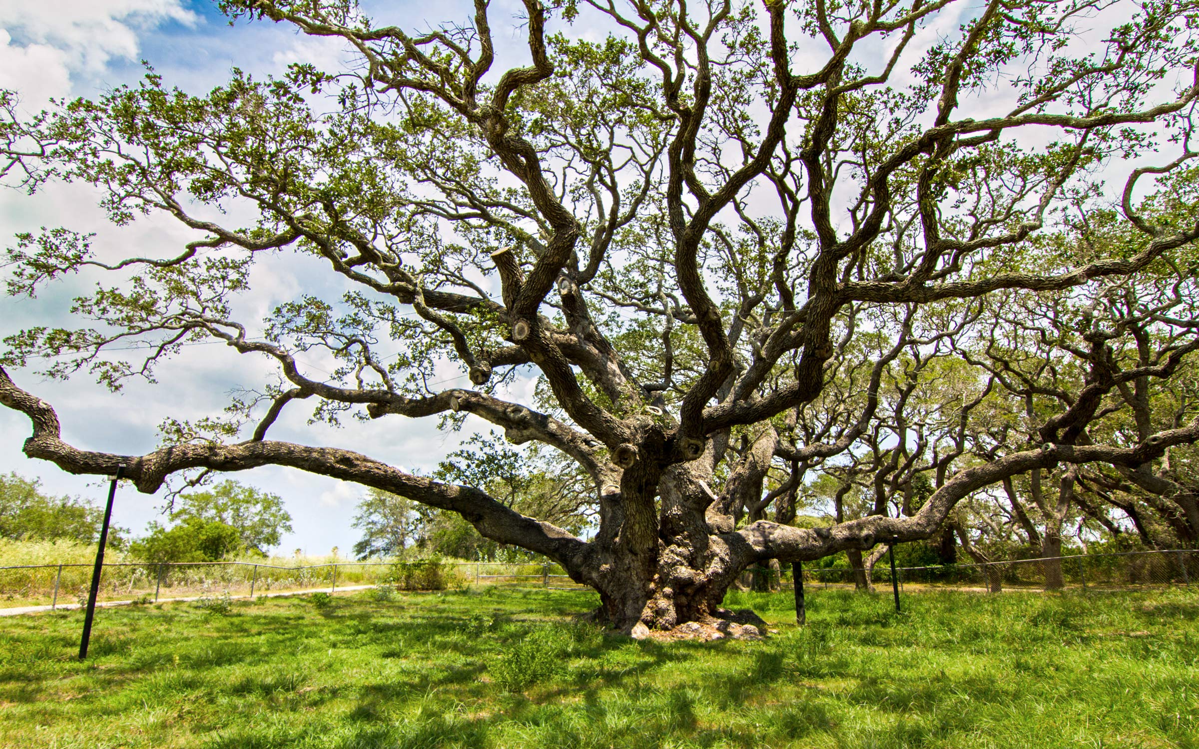 Ten Truly Tree-mendous Texas Trees – Texas Monthly