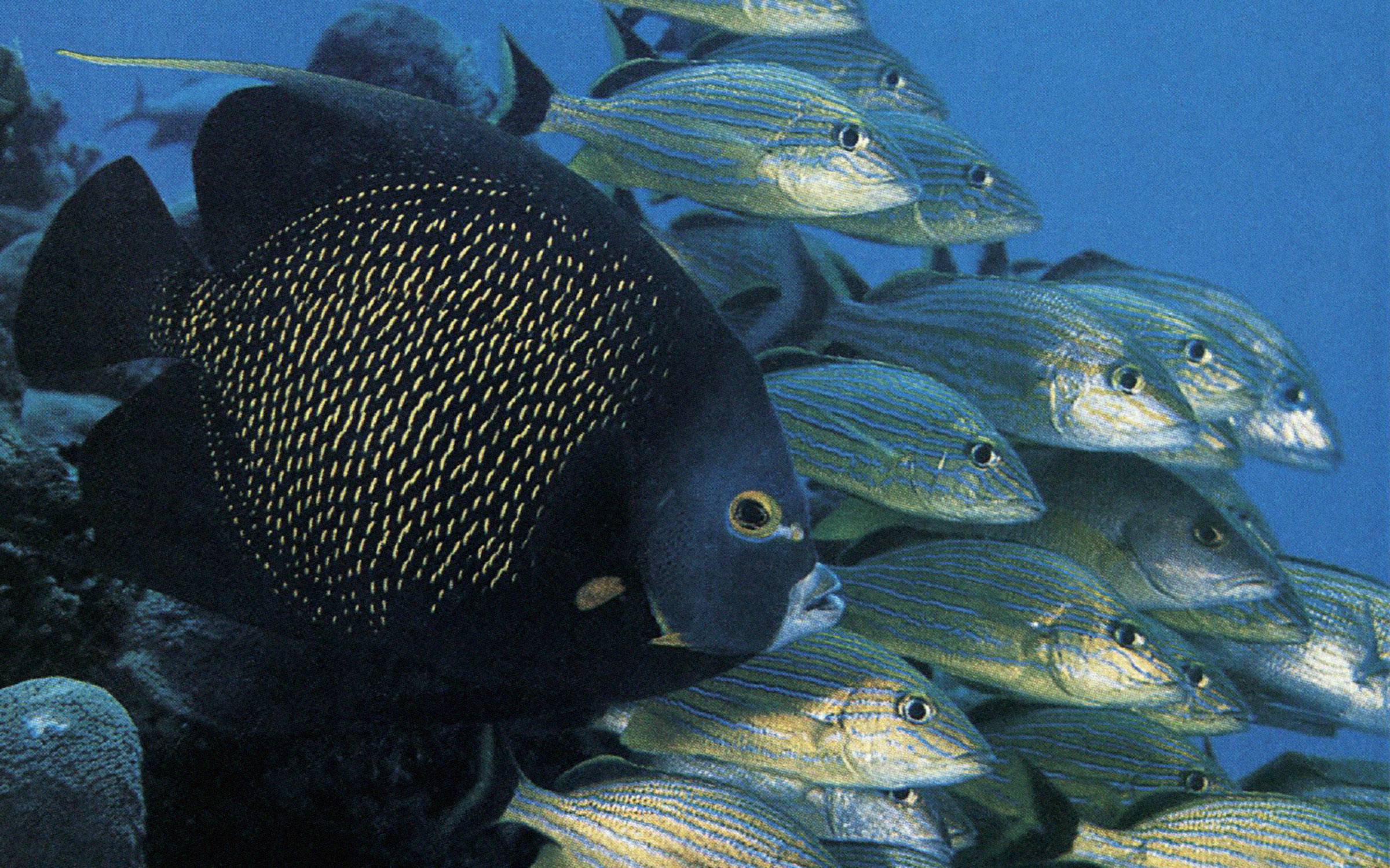 Go Fish – Texas Monthly