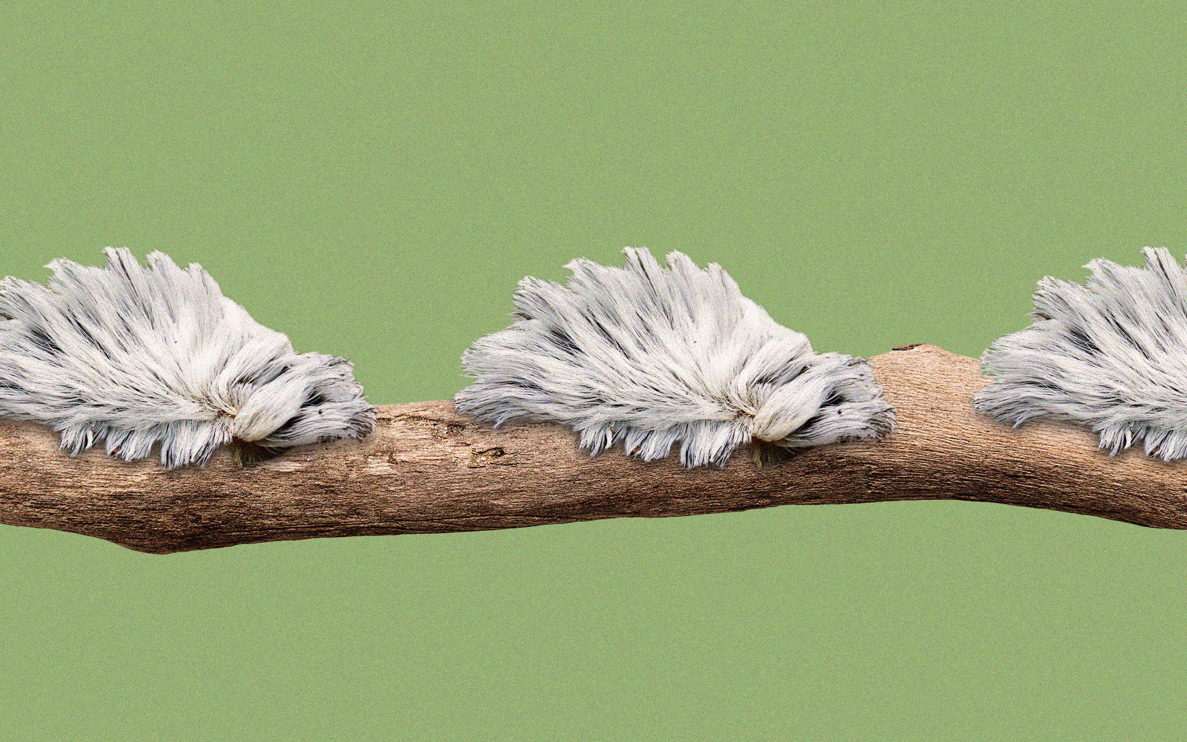 Please Do Not Touch the “Toxic Toupee,” Texas’s Most Venomous Caterpillar