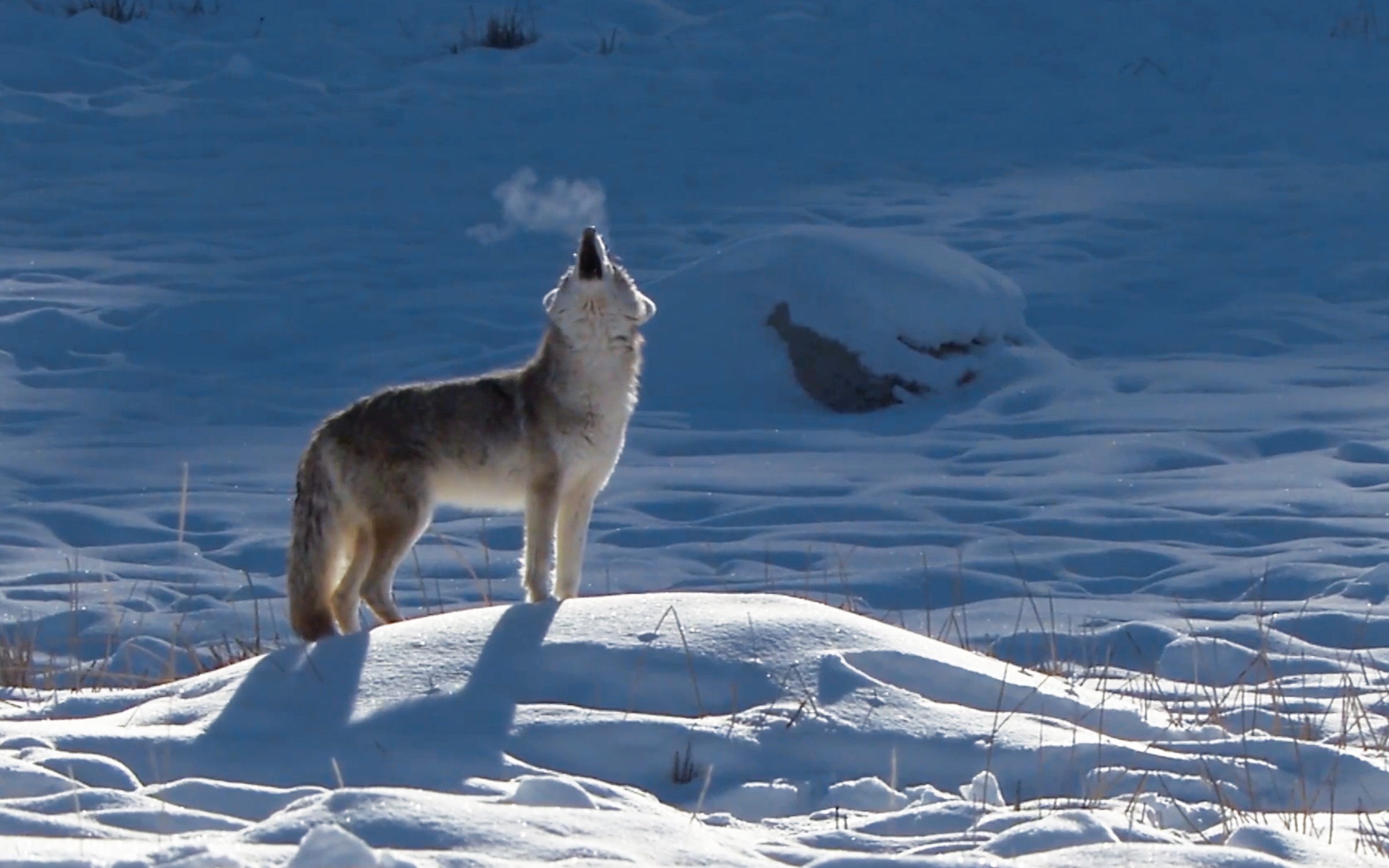 Confessions of a Nature-Documentary Filmmaker – Texas Monthly