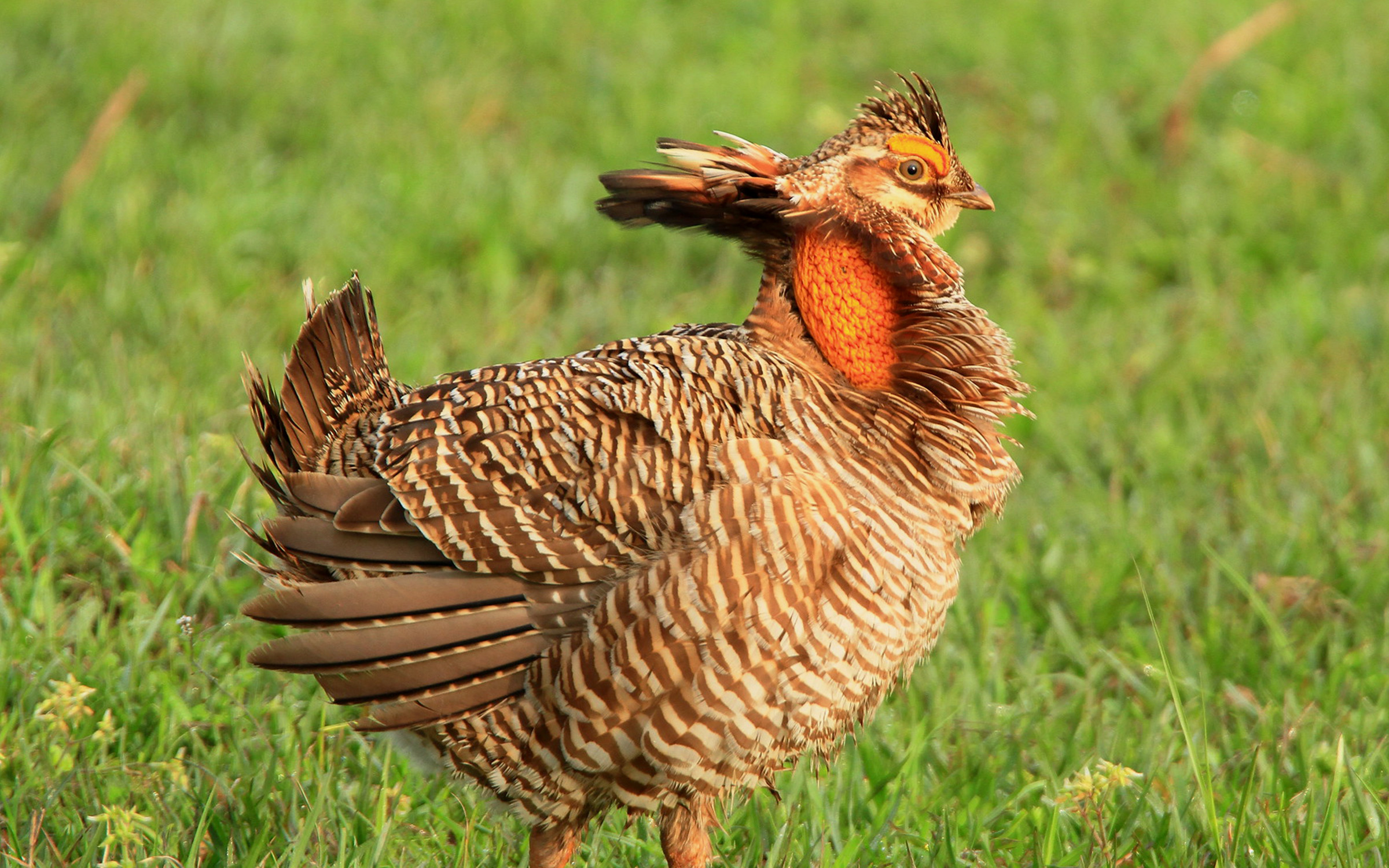In Pursuit of Texas’s Rarest Bird, the Attwater’s Prairie Chicken