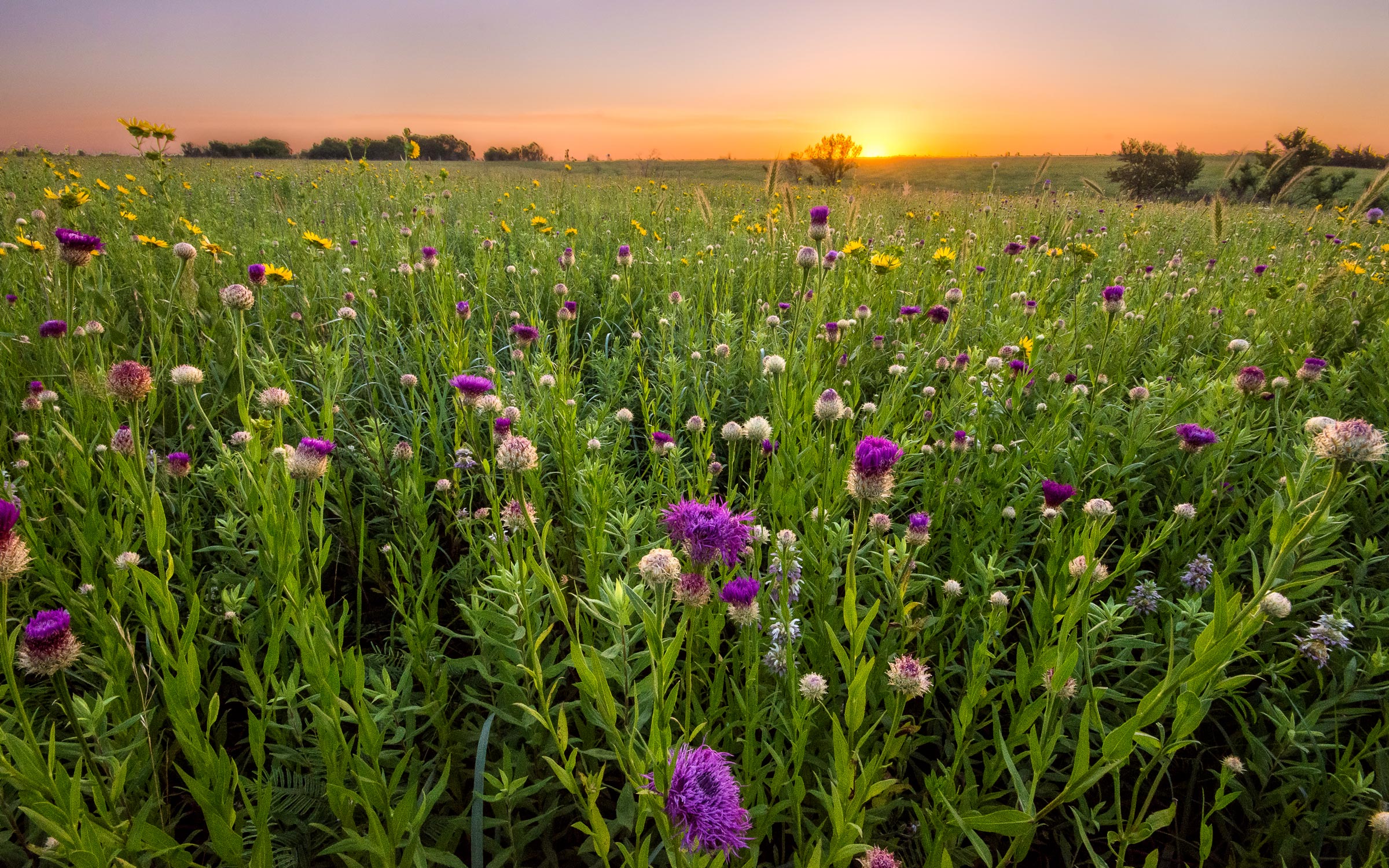 A Wildflower Ramble at Clymer Meadow Preserve – Texas Monthly