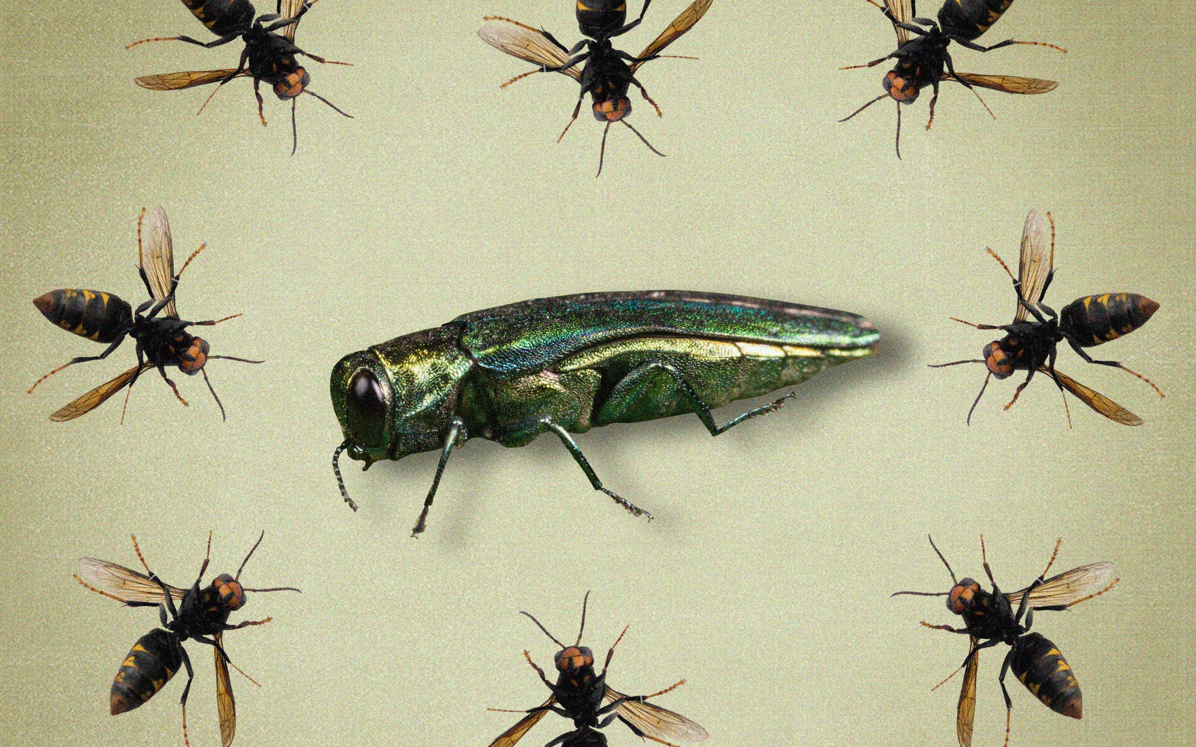 Emerald Ash Borers Are Decimating Texas Trees. Wasps Might Defeat Them.