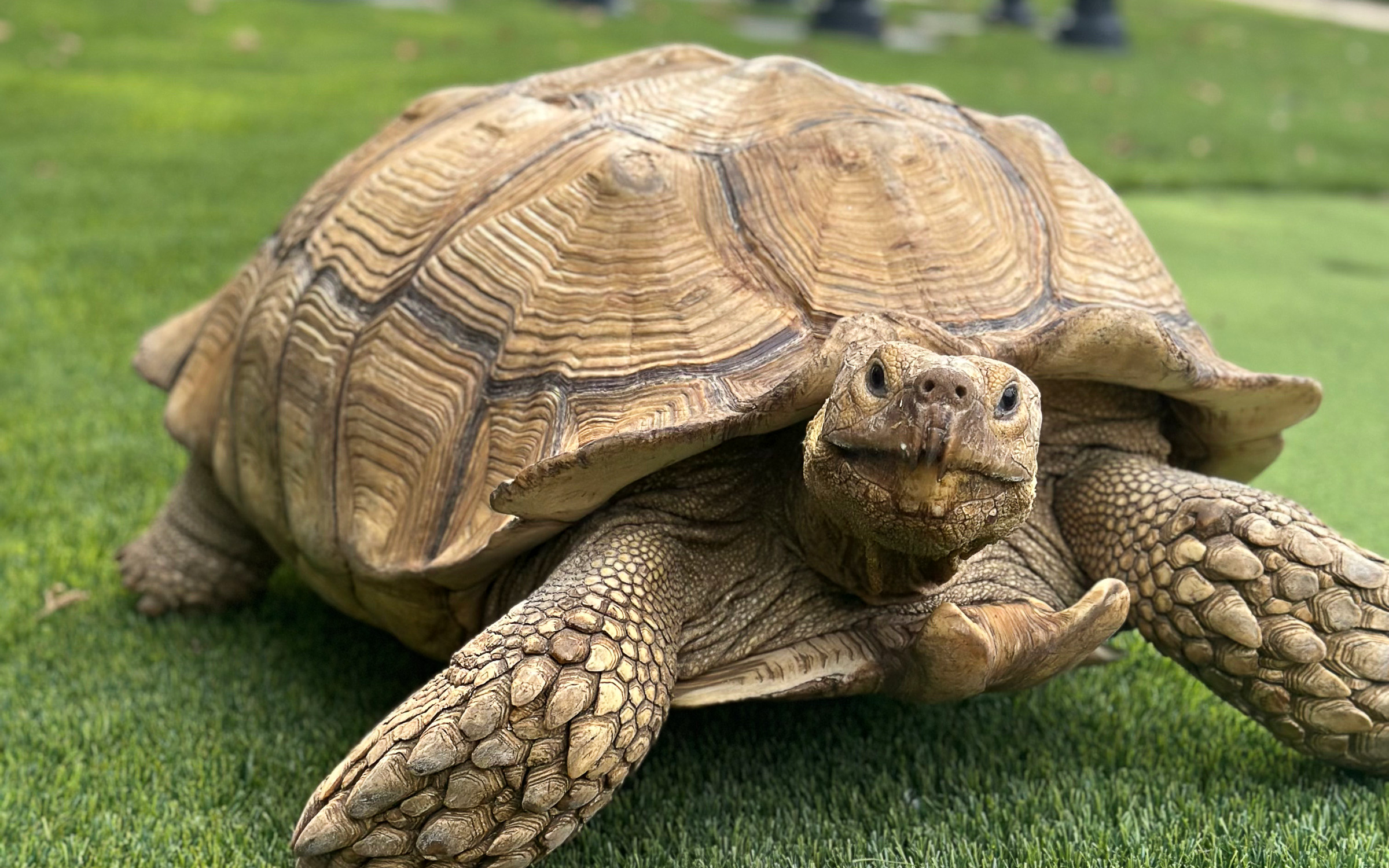 Why Are So Many Tortoises on the Loose in Texas? – Texas Monthly