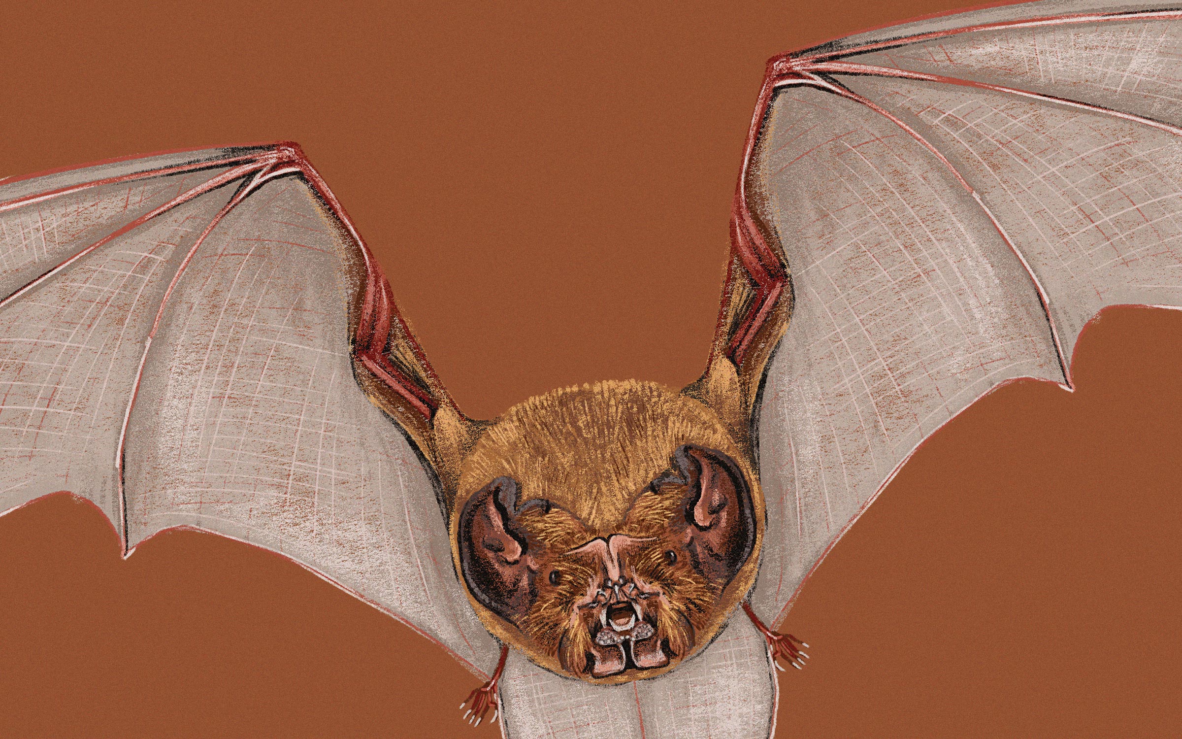 Boo! Meet Texas’s Ghost-Faced Bat