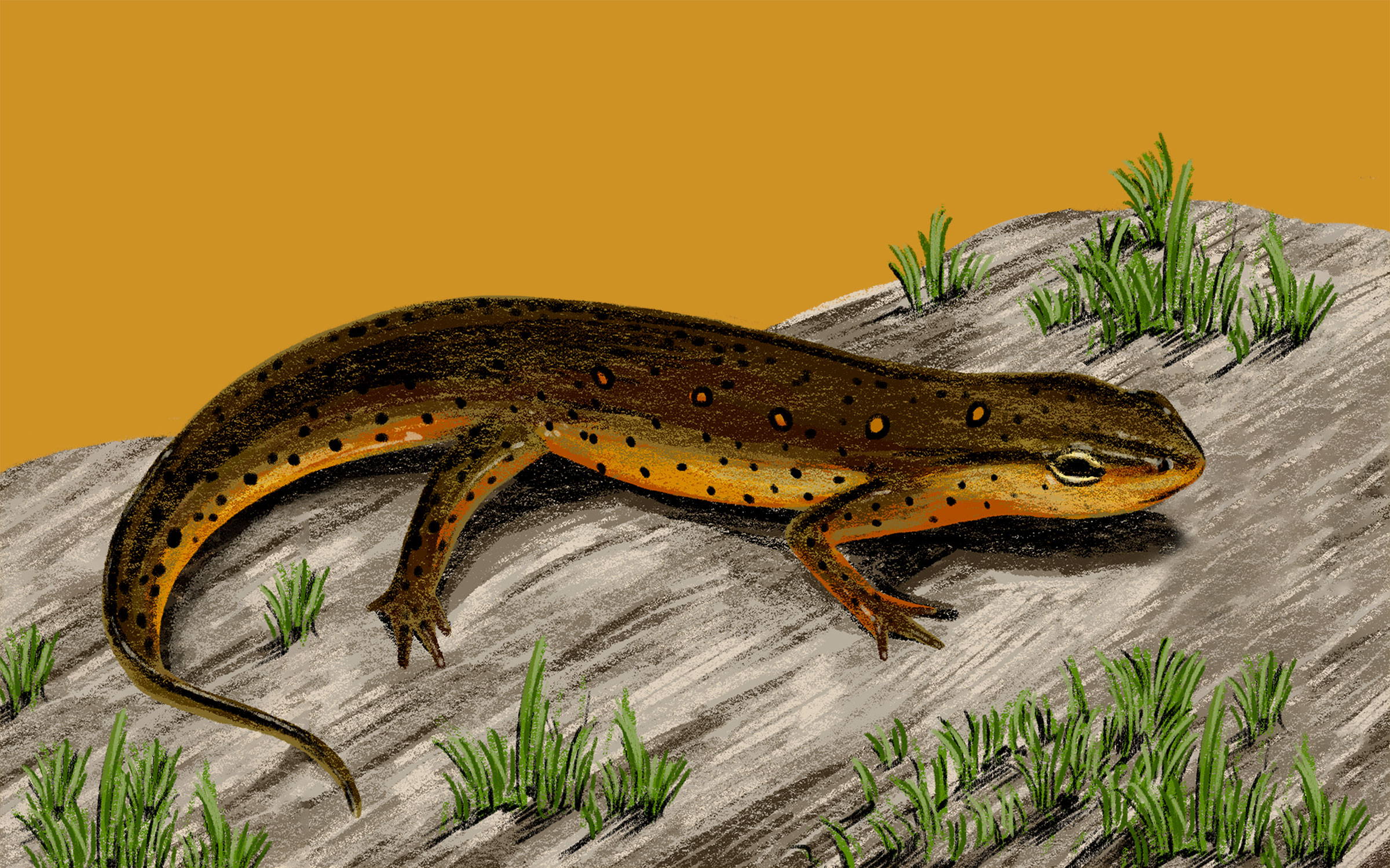 Beware the Toxic Trait of the Eastern Newt – Texas Monthly