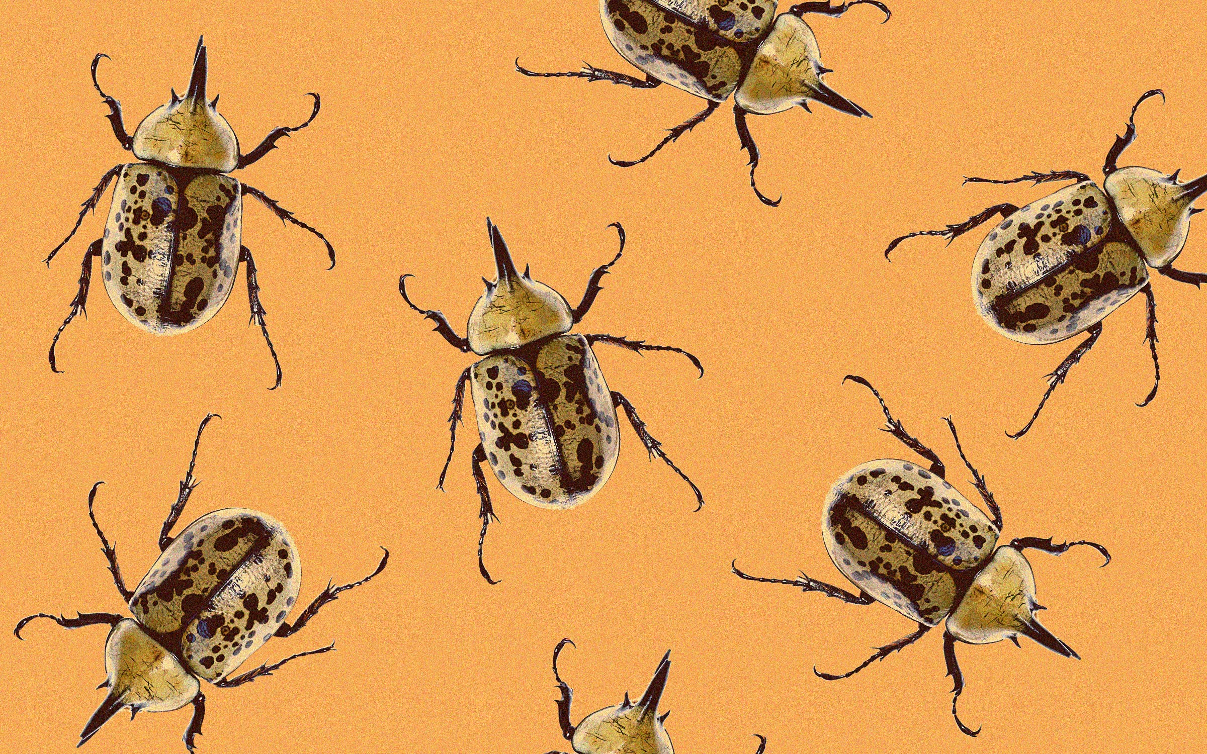 Behold the Biggest Beetles in Texas