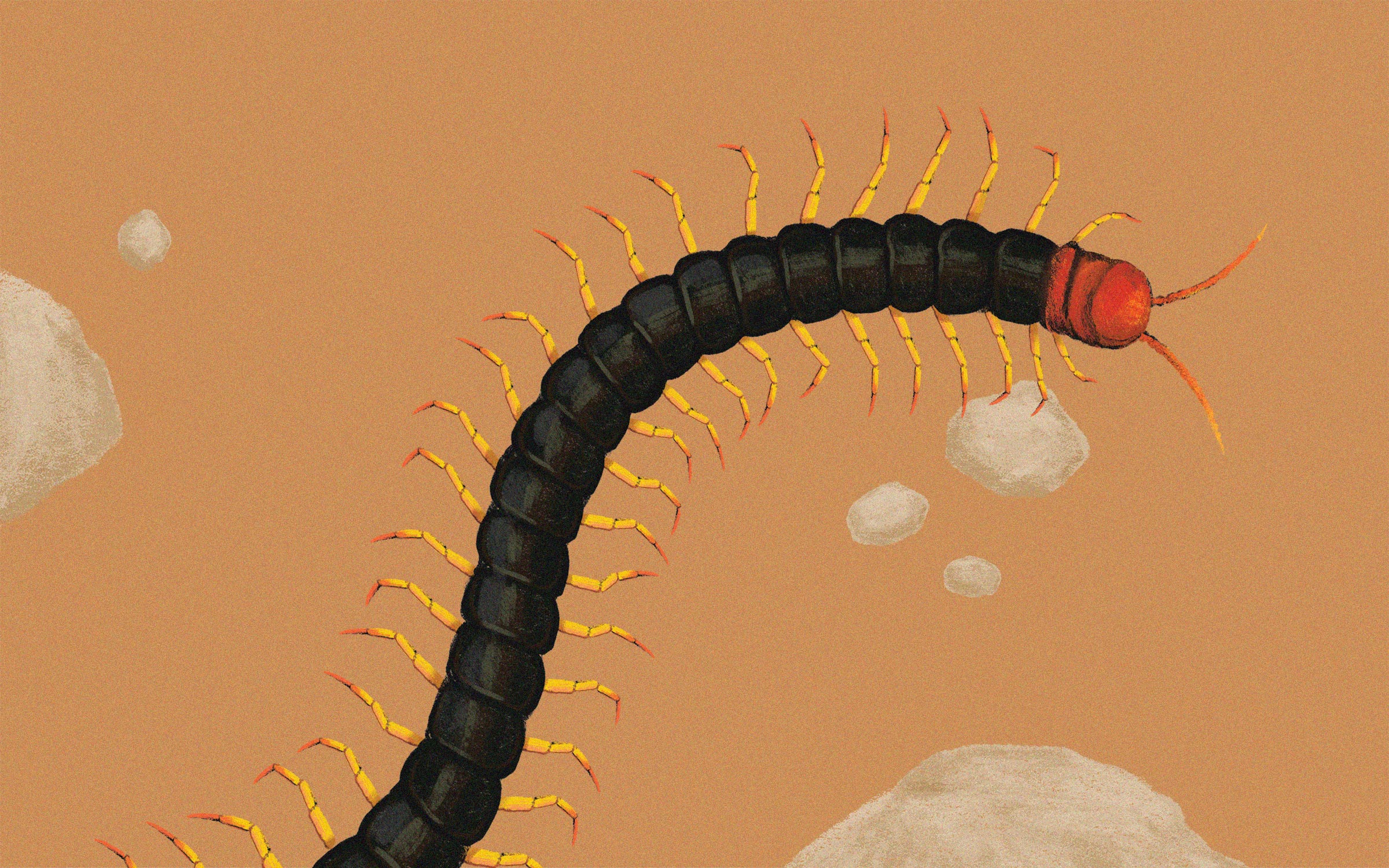 The Texas Red-Headed Centipede Is the Stuff of Night Terrors