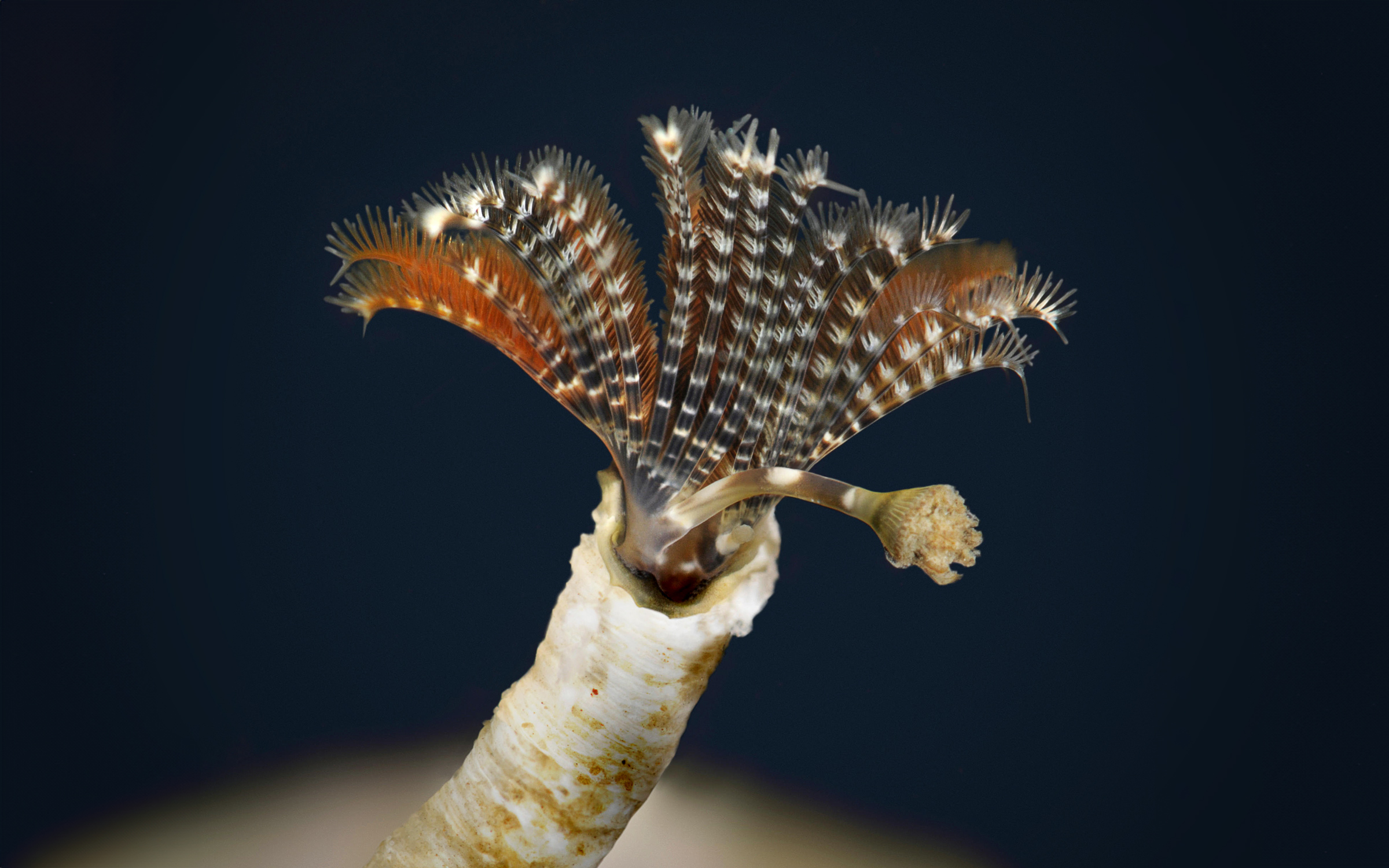 A Rare Underwater Worm May Be Key to Saving Baffin Bay