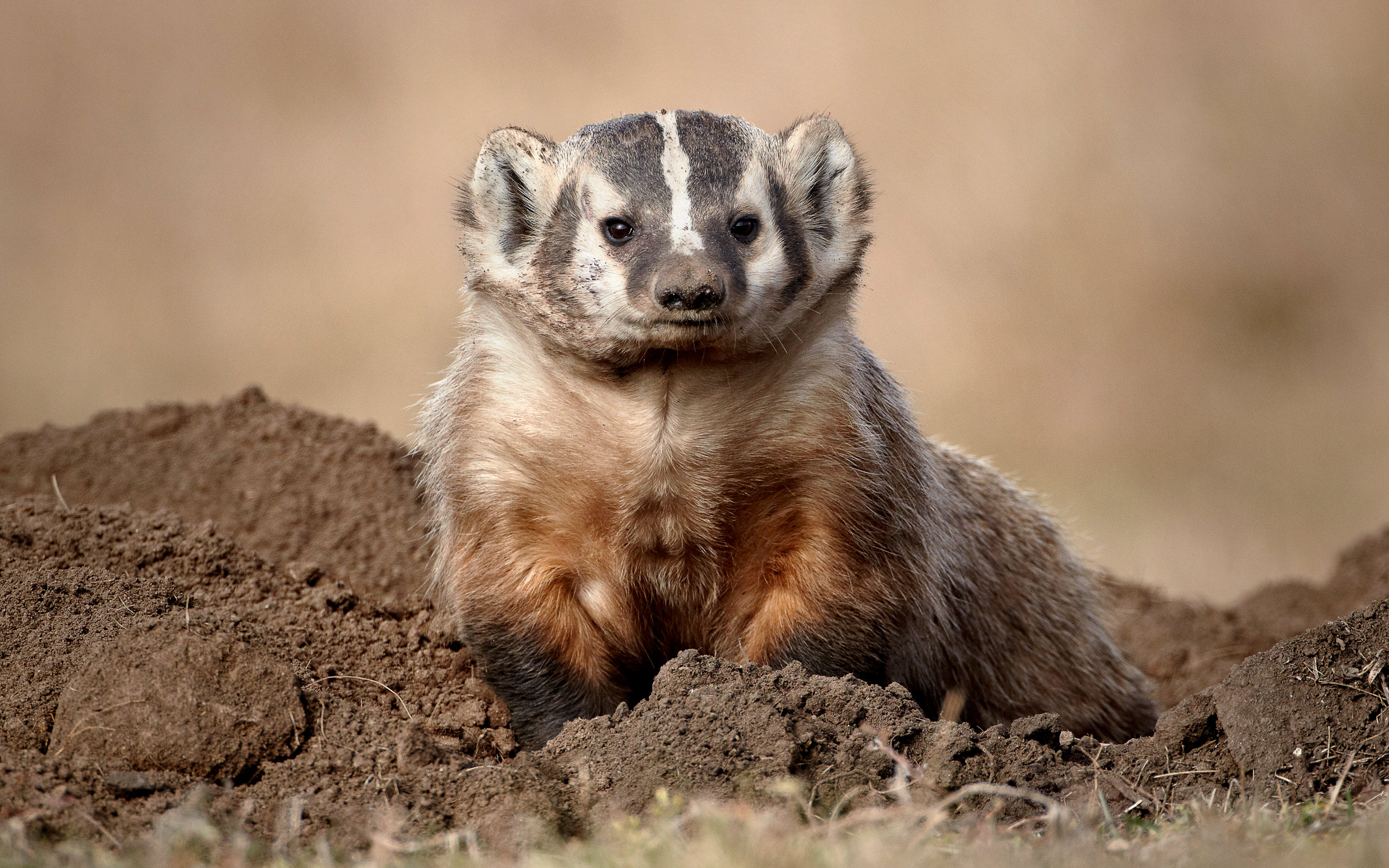 Yes, There Are Badgers in Texas (and No, They Aren’t Friendly)