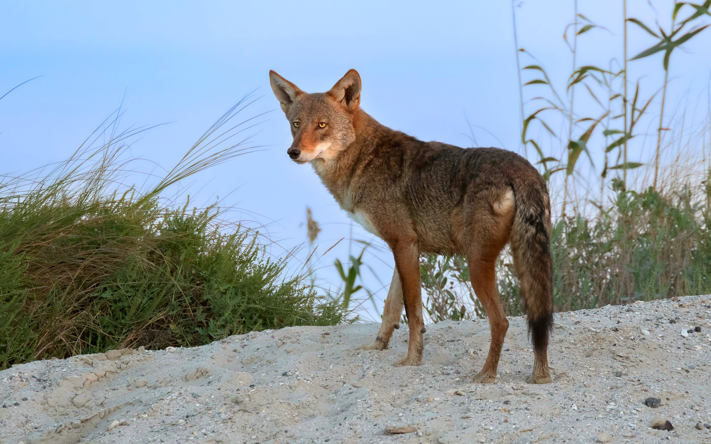 The Ghost Wolves of Galveston vs. Margaritaville