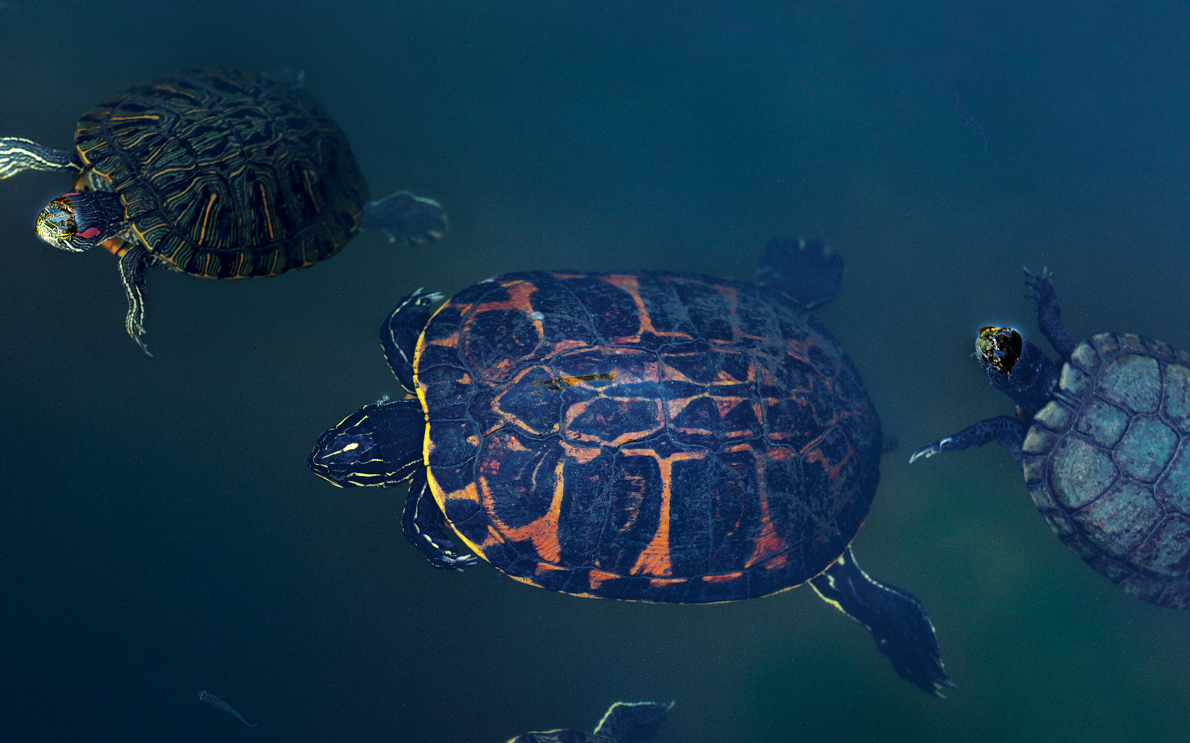 A Beloved Turtle Pond Is an Oasis at the University of Texas