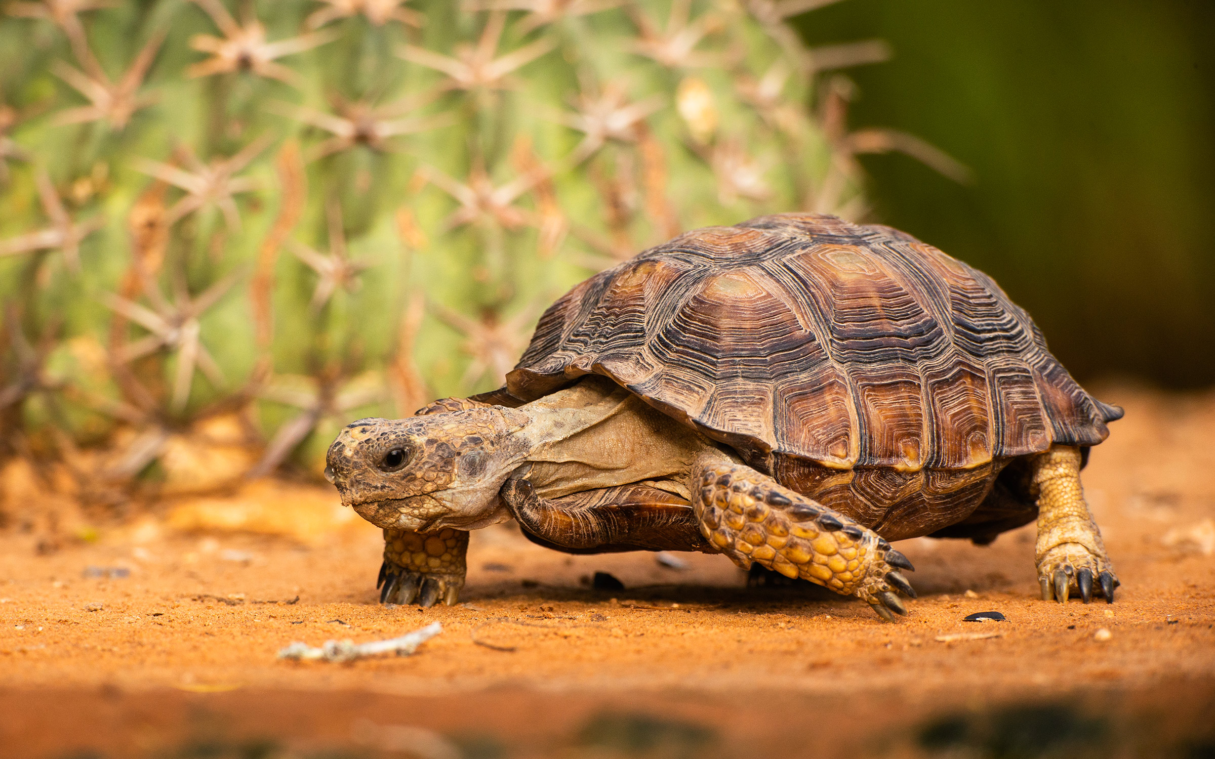 Don't Mess With the Texas Tortoise Task Force
