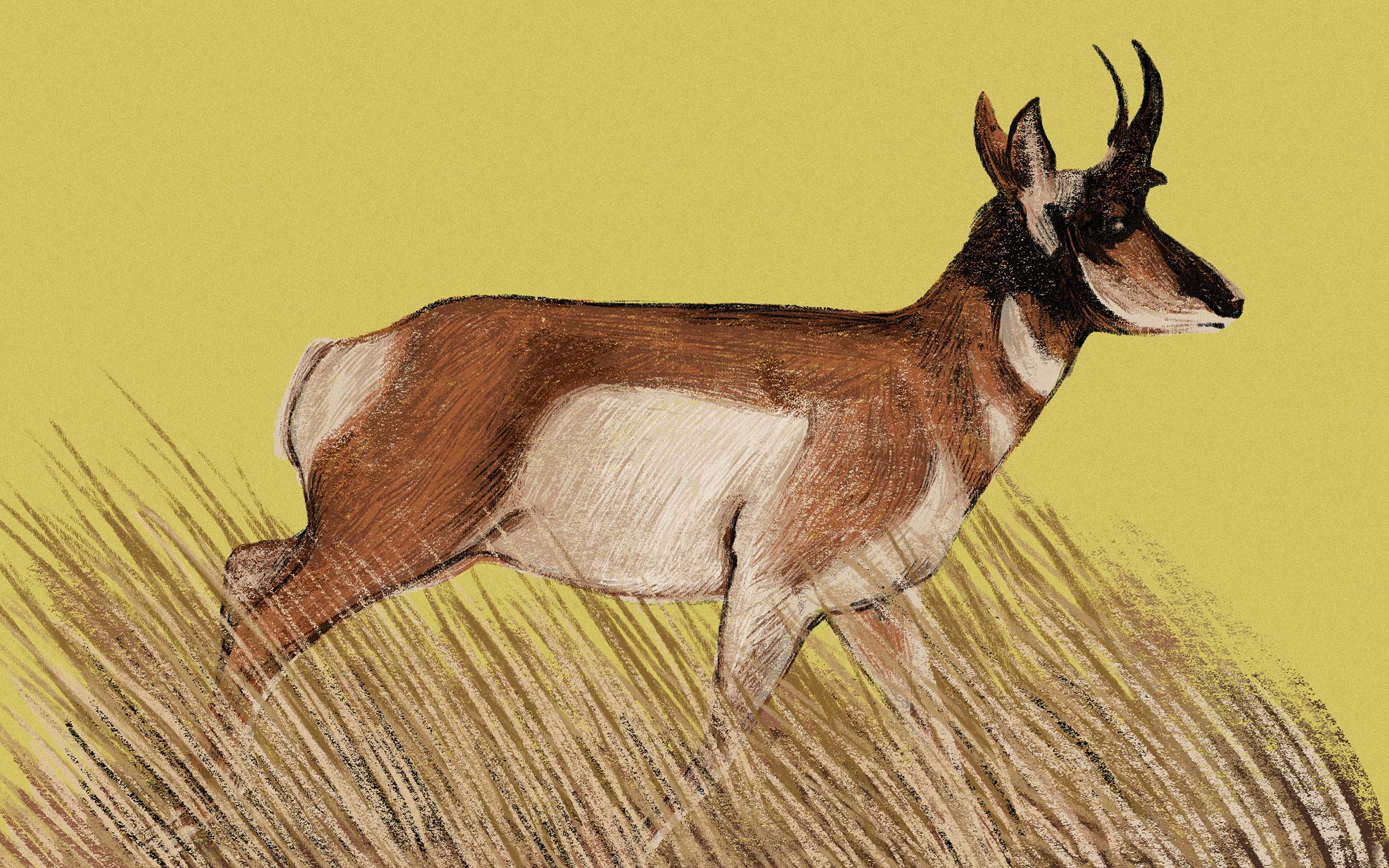 The Pronghorn, America’s Fastest Land Mammal, Rules the Texas Desert ...