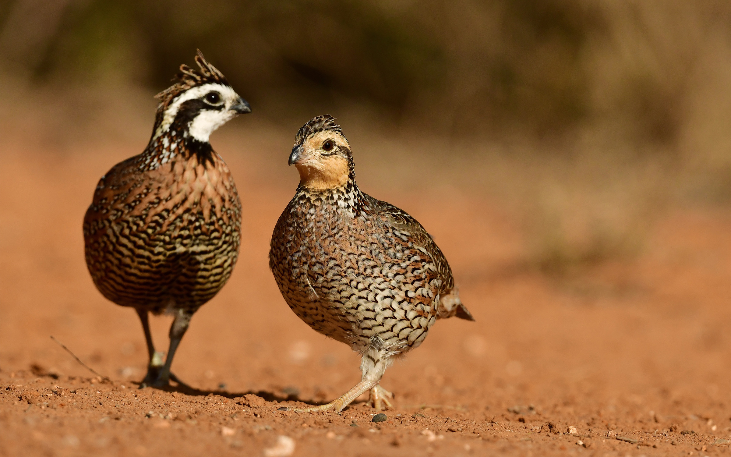 Parasites Were Killing Quail. Hunters Helped Create a Drug to Save Them.
